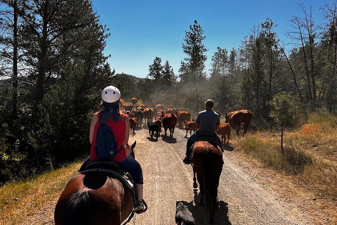2 Hour Trail Ride in Montana Ranch Country - An Authentic Montana Riding Adventure