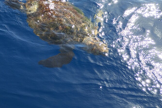 2 Hour Trip to See Whales Dolphins Puerto Colon Adeje - Cancellation and Reservation Policies