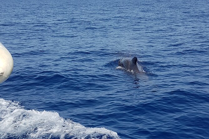 2 Hour Trip to See Whales Dolphins Puerto Colon Adeje - Highlights of Whale and Dolphin Sightings