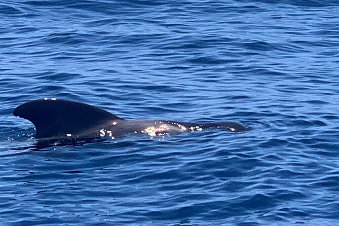 2 Hour Trip to See Whales Dolphins Puerto Colon Adeje - Why Choose Ocean Blue Tenerife for Your Adventure