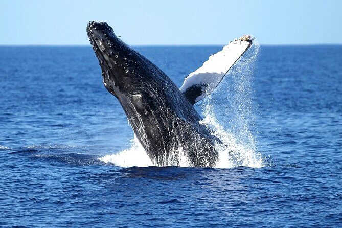 2 Hour Waikiki Whale Watching Cruise from Oahu - Key Points