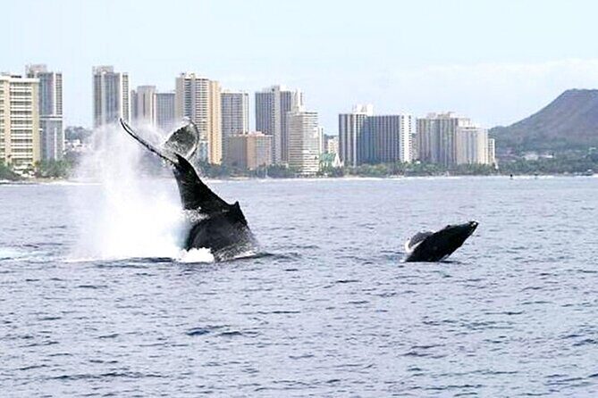 2 Hour Waikiki Whale Watching Cruise from Oahu - Final Thoughts