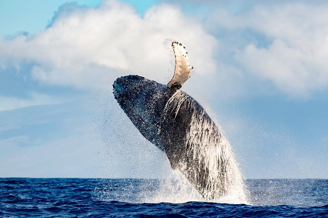 2 Hour Waikiki Whale Watching in Honolulu - Whats Included in Your Experience