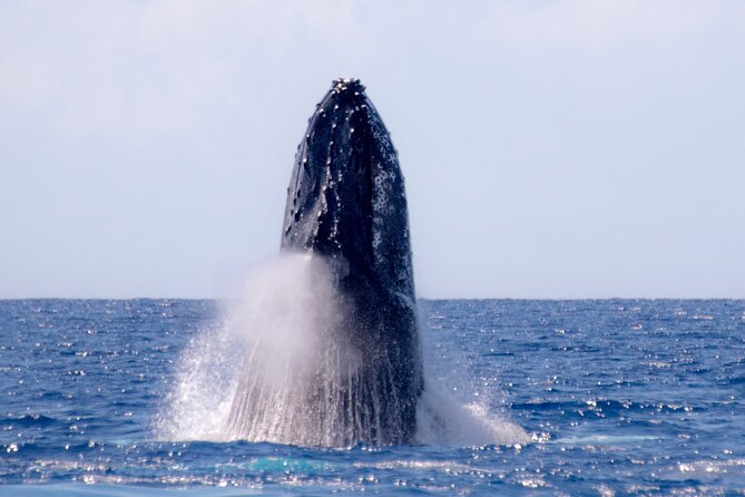 2 Hour Waikiki Whale Watching in Honolulu - Customer Reviews and Experiences