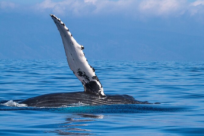 2 Hour Waikiki Whale Watching in Honolulu - Tips for an Enjoyable Whale Watching Adventure