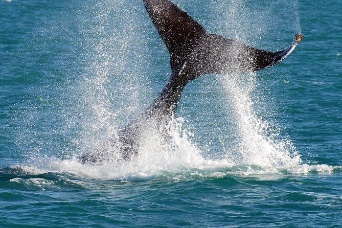 2 Hour Whale-Watching Cruise from Hillarys Boat Harbour - The Real Deal: Authentic Feedback from Travelers