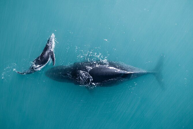 2 hour whale watching experience departing Hillarys Boat Harbour - Starting Point and Logistics
