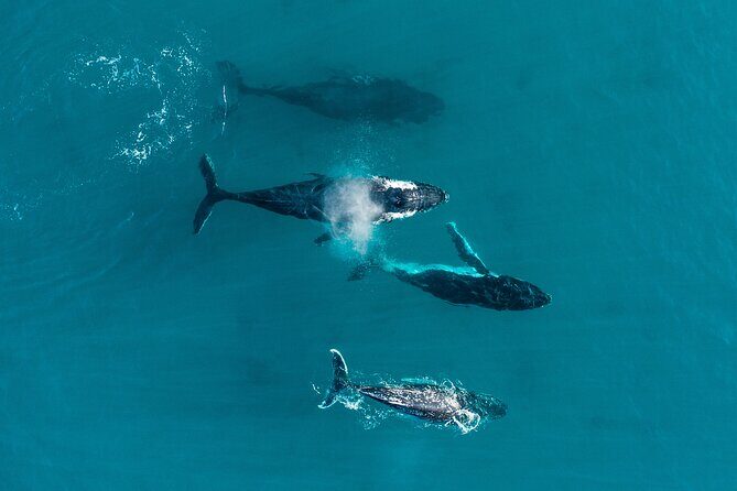 2 hour whale watching experience departing Hillarys Boat Harbour - The Vessel and Viewing Experience