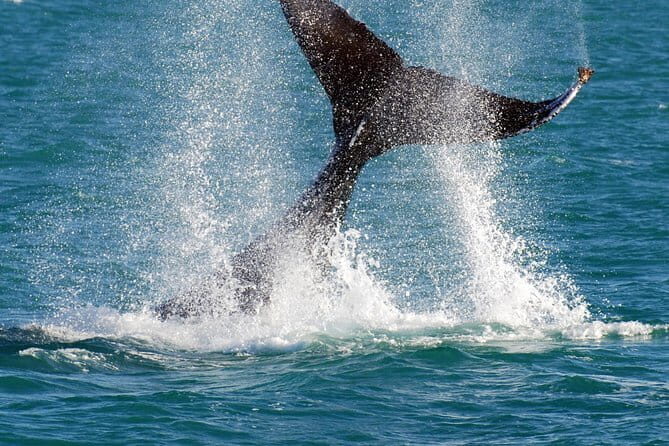 2 hour whale watching experience departing Hillarys Boat Harbour - The Scientific and Educational Element