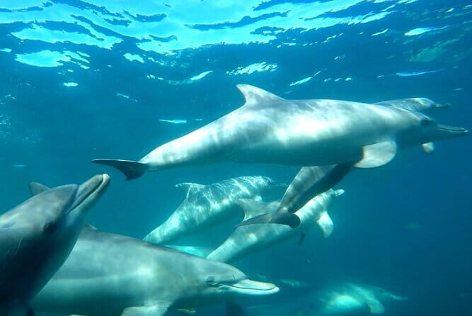2 hour whale watching experience departing Hillarys Boat Harbour - Wildlife Sightings and Expectations