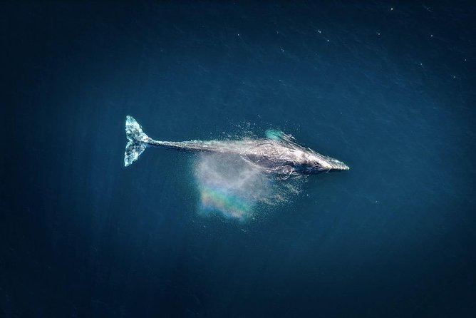 2-Hour Whale Watching from Oahu - What’s Not Included