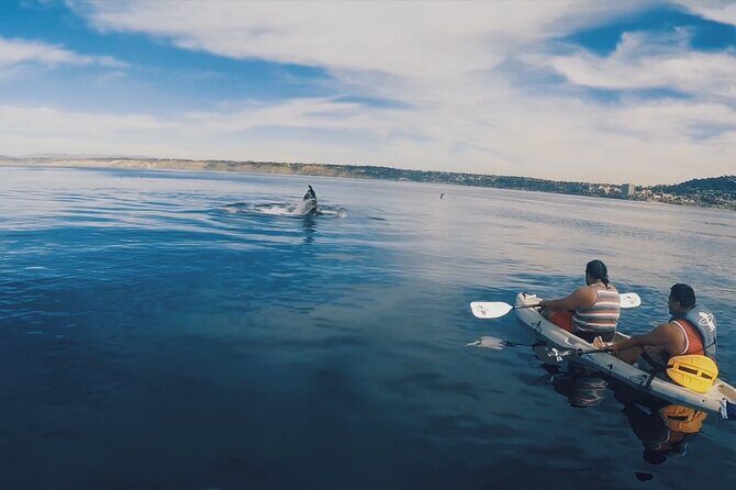 2 Hour Whale Watching Kayak Tour for Two - An In-Depth Look at the Kayak Whale Watching Experience