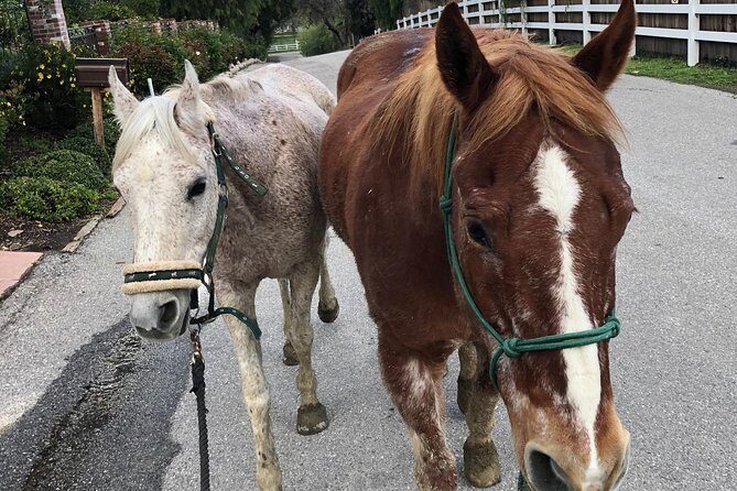 2 Hour Wildflower Horseback Trail Ride experience in Agoura Hills - Authentic Reviews from Riders