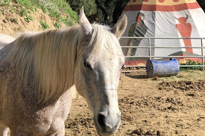 2 Hour Wildflower Horseback Trail Ride experience in Agoura Hills - Final Thoughts