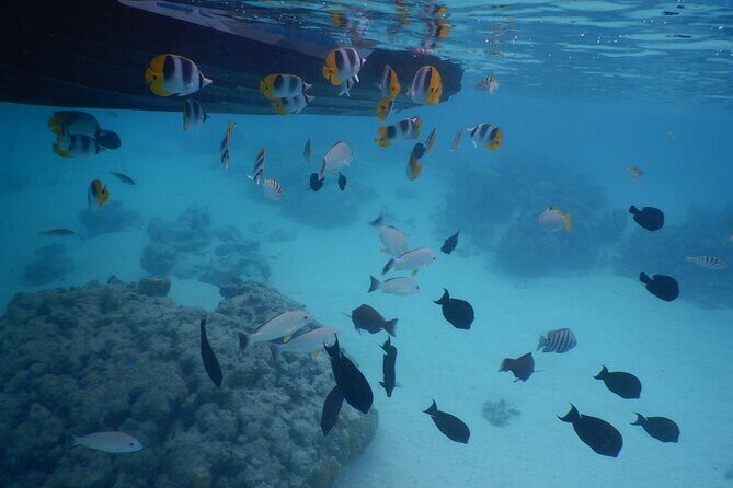 2 hours discovery tour of Moorea by Jet Ski - Why Consider a Jet Ski Tour in Moorea?