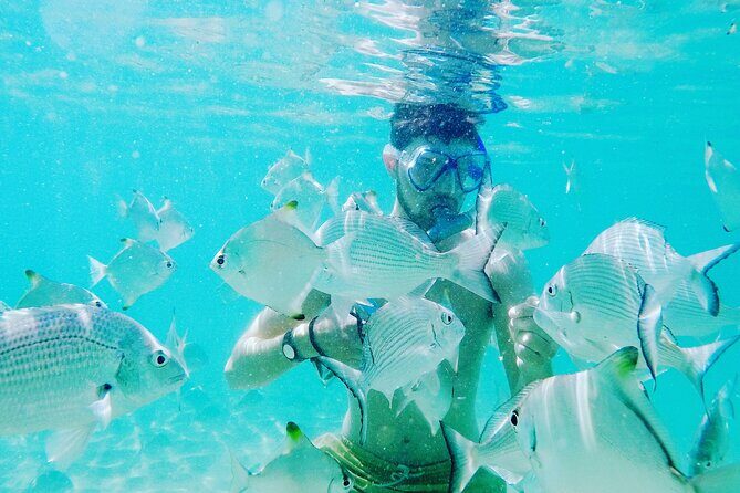 2 Hours Dolphin Kayaking & Snorkeling Tour on the Broadwater - A Detailed Look at the Experience