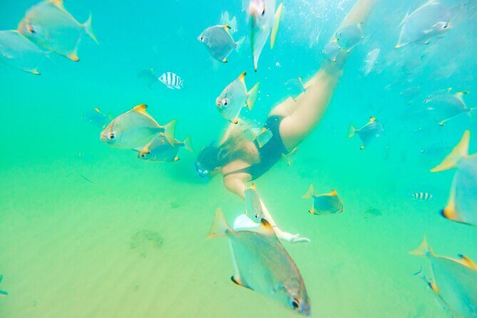 2 Hours Dolphin Kayaking & Snorkeling Tour on the Broadwater - Practical Details and Tips for Travelers