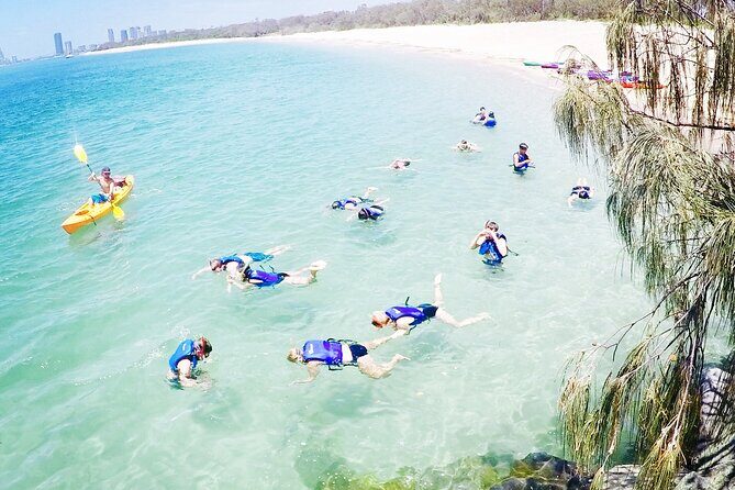 2 Hours Dolphin Kayaking & Snorkeling Tour on the Broadwater - Authentic Feedback from Travelers