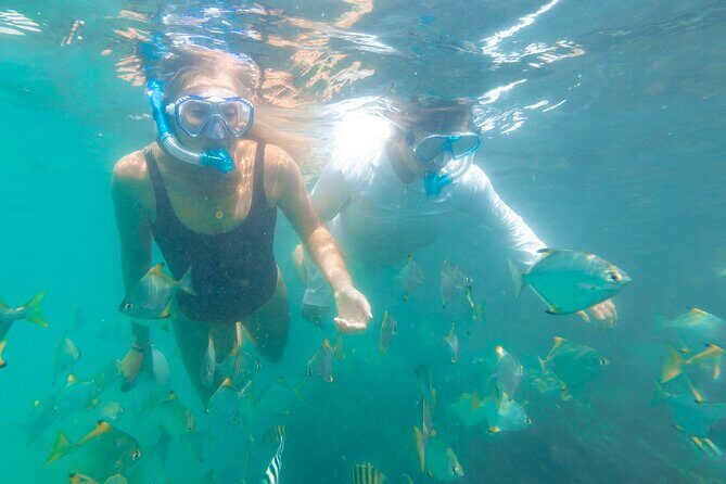2 Hours Dolphin Kayaking & Snorkeling Tour on the Broadwater - The Sum Up