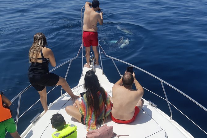 2 Hours Dolphin Watching in Marbella - What You Will Learn About Dolphins
