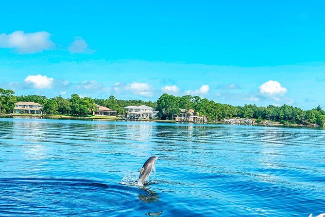 2 Hours Guided Dolphin Tour in Florida - What to Expect on the Tour