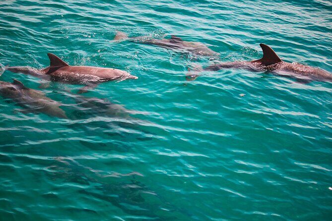 2 Hours Guided Dolphin Tour in Florida - Why This Tour Could Be a Great Choice