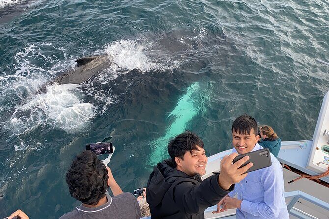 2 Hours Guided Whale and Bird Boat Tour in Bay Bulls - FAQ