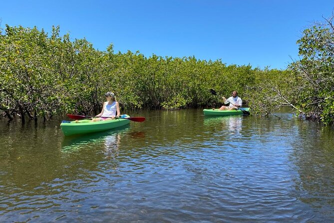 2 Hours Kayak Eco Tour in Tarpon Springs - Wildlife Encounters on the Tour