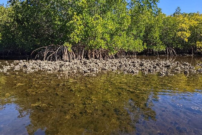 2 Hours Kayak Eco Tour in Tarpon Springs - Historical Significance of Tarpon Springs Sponge Docks