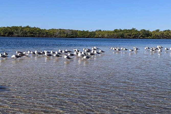 2 Hours Kayak Eco Tour in Tarpon Springs - Testimonials and Reviews From Participants