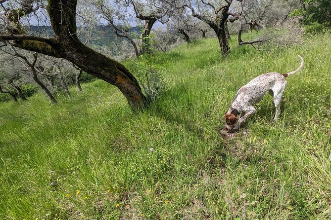 2 Hours Private Activity - Truffle Hunting in Assisi - Practical Information for Participants