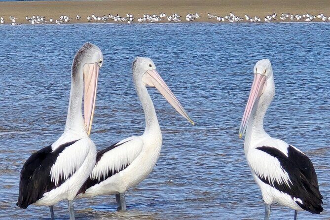 2 Hours Sunset Experience on Noosa River - Who Should Consider This Tour?