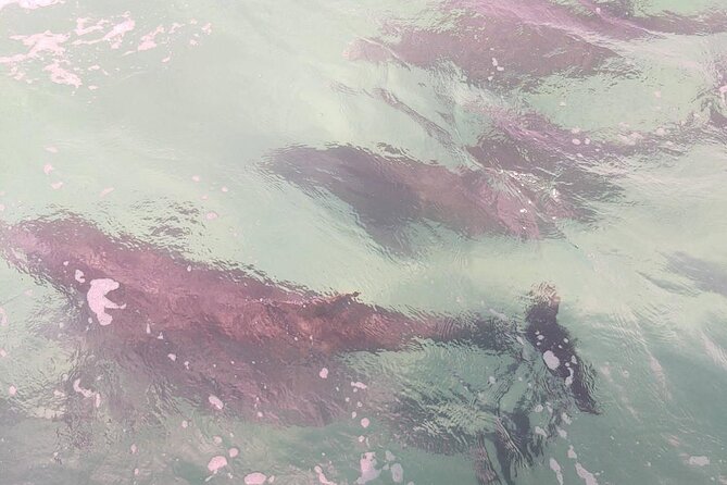 2 Hours Swim With the Dolphins in Panama City - Inclusions and Additional Information