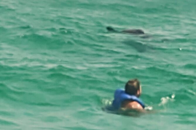 2 Hours Swim With the Dolphins in Panama City - Reviews and Ratings
