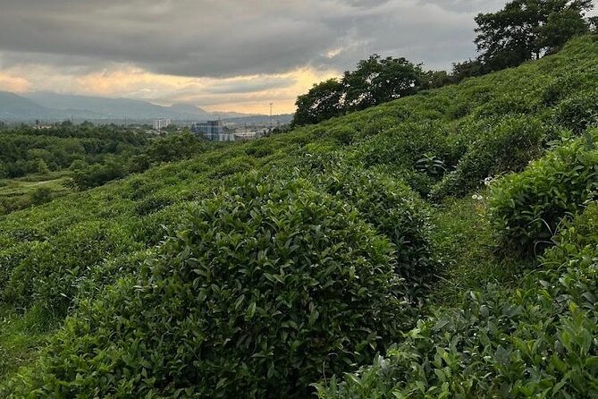 2 Hours Tea House and Tea Garden Trip in Ozurgeti Georgia - FAQs