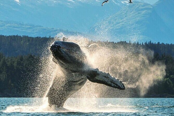 2 hr Private Custom Tour of Ketchikan (4 people) Wildlife + More - Why Choose a Private Custom Tour in Ketchikan?