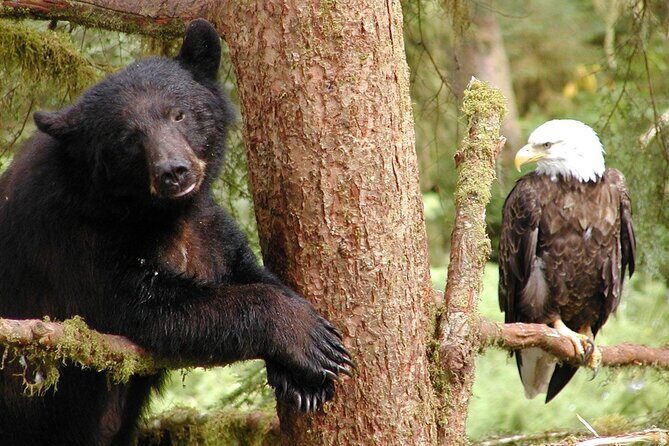 2 hr Private Custom Tour of Ketchikan (4 people) Wildlife + More - What You Can Expect During the Tour
