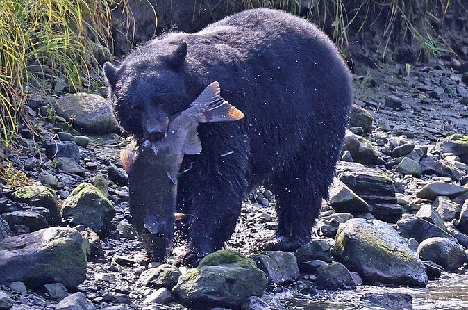 2 hr Private Custom Tour of Ketchikan (4 people) Wildlife + More - Practical Details and Considerations