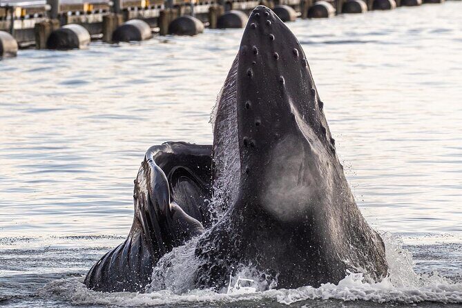 2 hr Private Custom Tour of Ketchikan (4 people) Wildlife + More - Final Thoughts: Is This Tour for You?