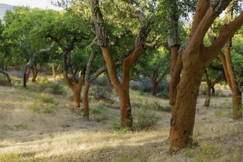 2 hr Walk in the Cork Forest - A Detailed Look at the Cork Forest Walk