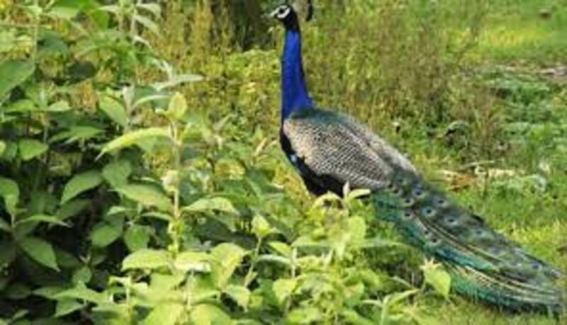 2 N 3 Days Chitwan tour package from Pokhara or Kathmandu - Key Points