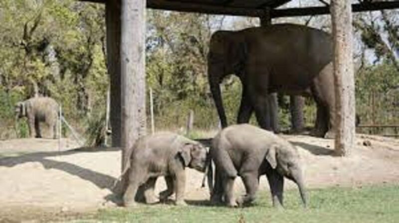 2 N 3 Days Chitwan tour package from Pokhara or Kathmandu - In-Depth Look at the Itinerary