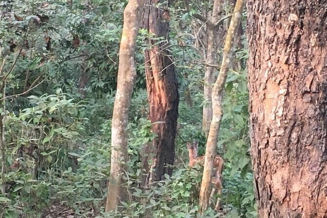 2 Night 3 Days Chitwan Jungle Safari Tour from Kathmandu - Introduction: What’s the Experience Like?