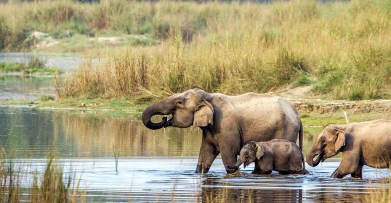 2 Night 3 Days Chitwan National Park/From Kathmandu/Pokhra - Key Points: