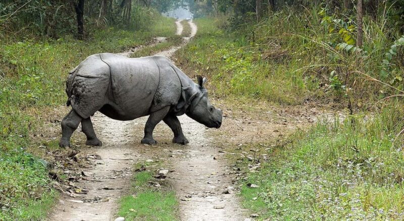 2 Night 3 Days Chitwan National Park/From Kathmandu/Pokhra - Who Should Consider This Tour?