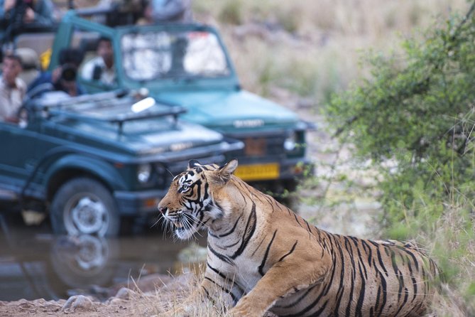 2-Night Private Ranthambore National Park and Wildlife Tour from Delhi - The Experience: What You’ll Actually Do