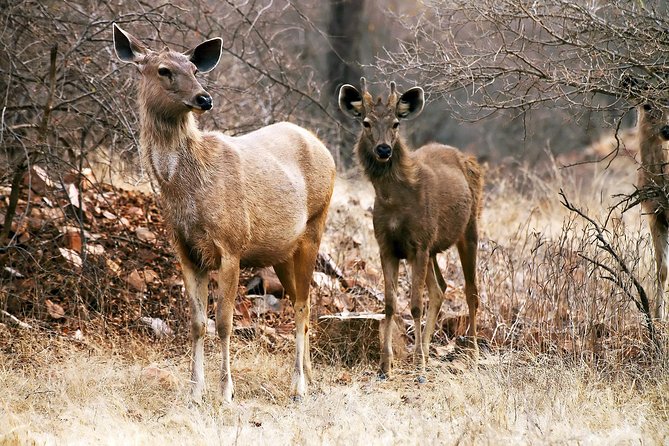 2-Night Private Ranthambore National Park and Wildlife Tour from Delhi - Who Is This Tour Best For?