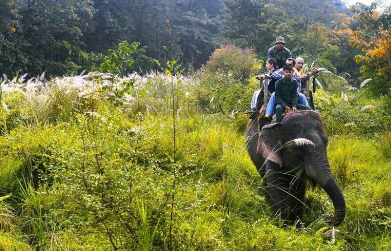 2 Nights 3 Days : Chitwan Jungle Safari Tour - The Experience of the Tour