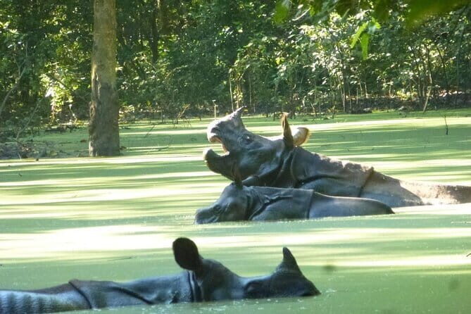2 Nights 3 Days Chitwan National Park Package with Jeep Safari - Getting to Know the Chitwan Experience