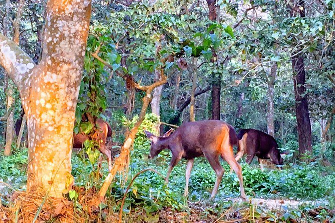 2 Nights 3 Days Chitwan Wildlife Jungle Safari Package Tour - Final Thoughts: Who Should Consider This Tour?